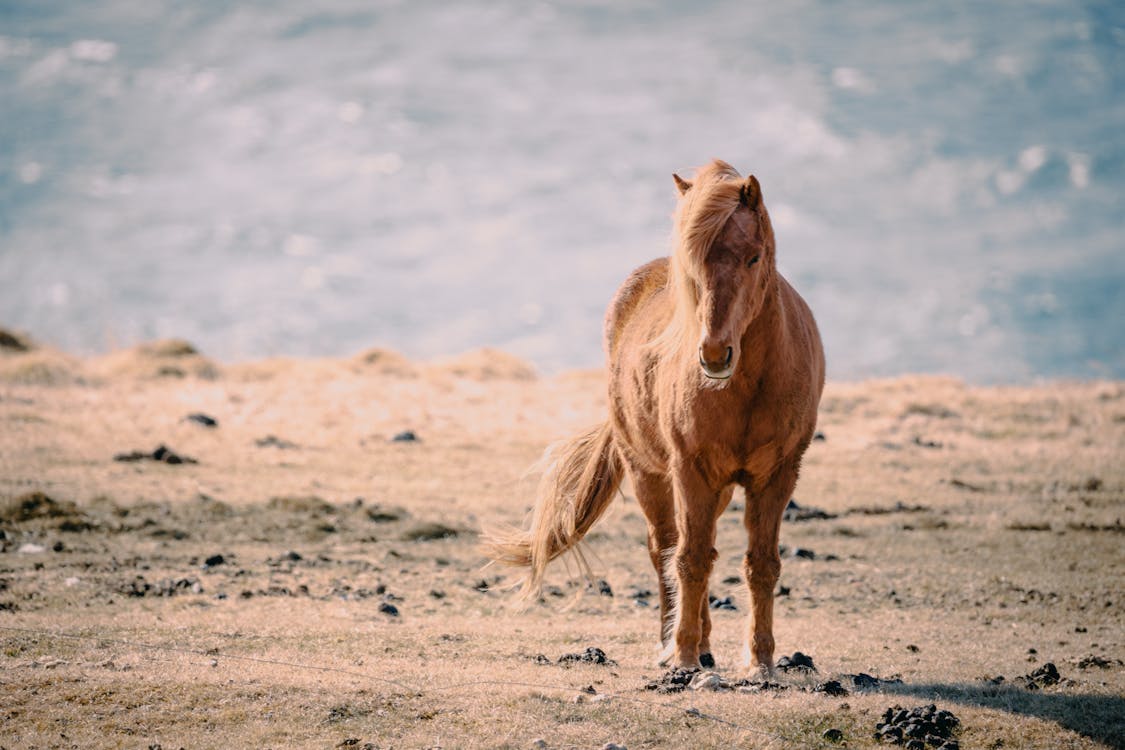Eagala - A Global Standard in Equine-Assisted Psychotherapy and ...