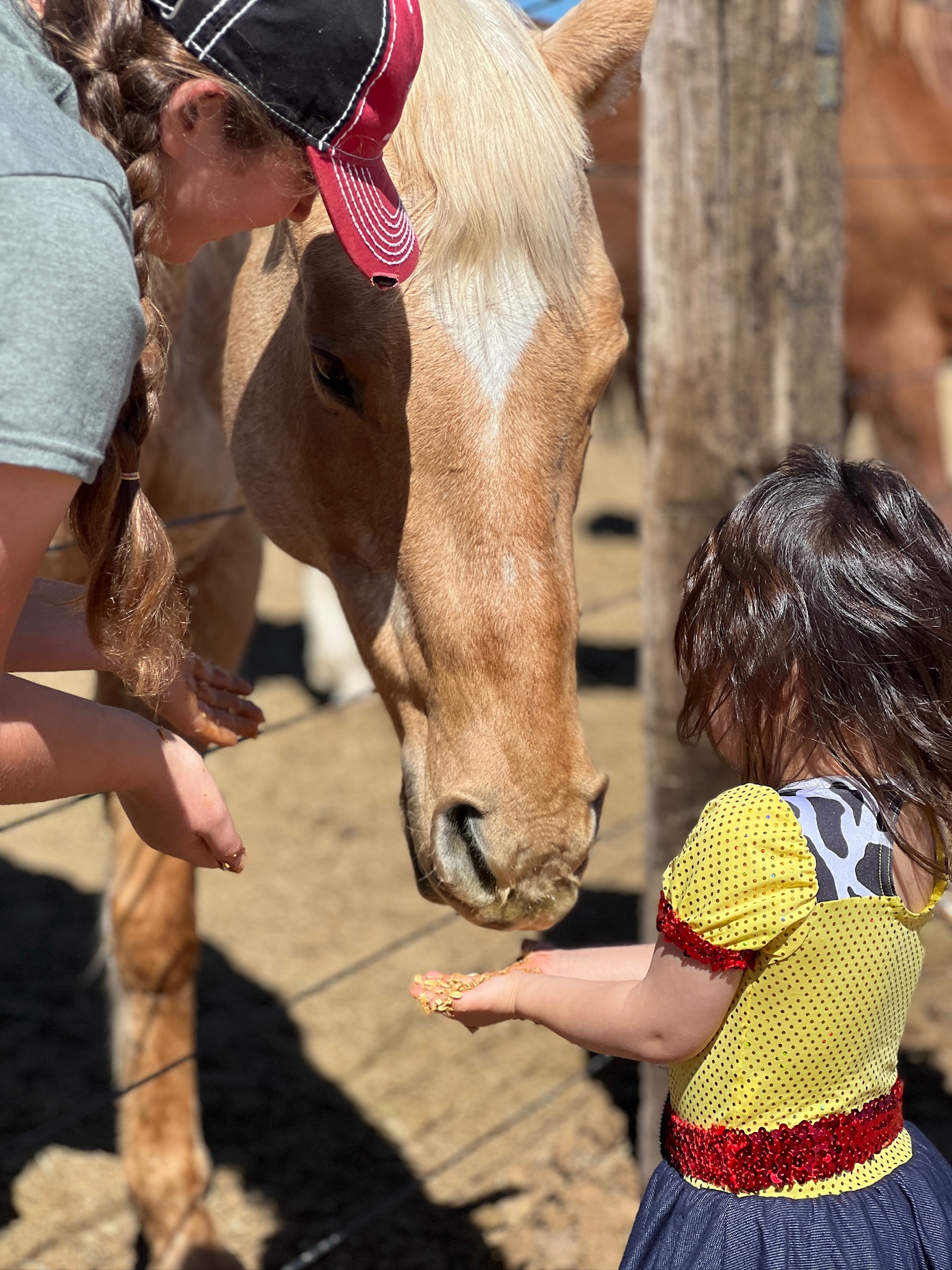 Eagala - A Global Standard in Equine-Assisted Psychotherapy and ...