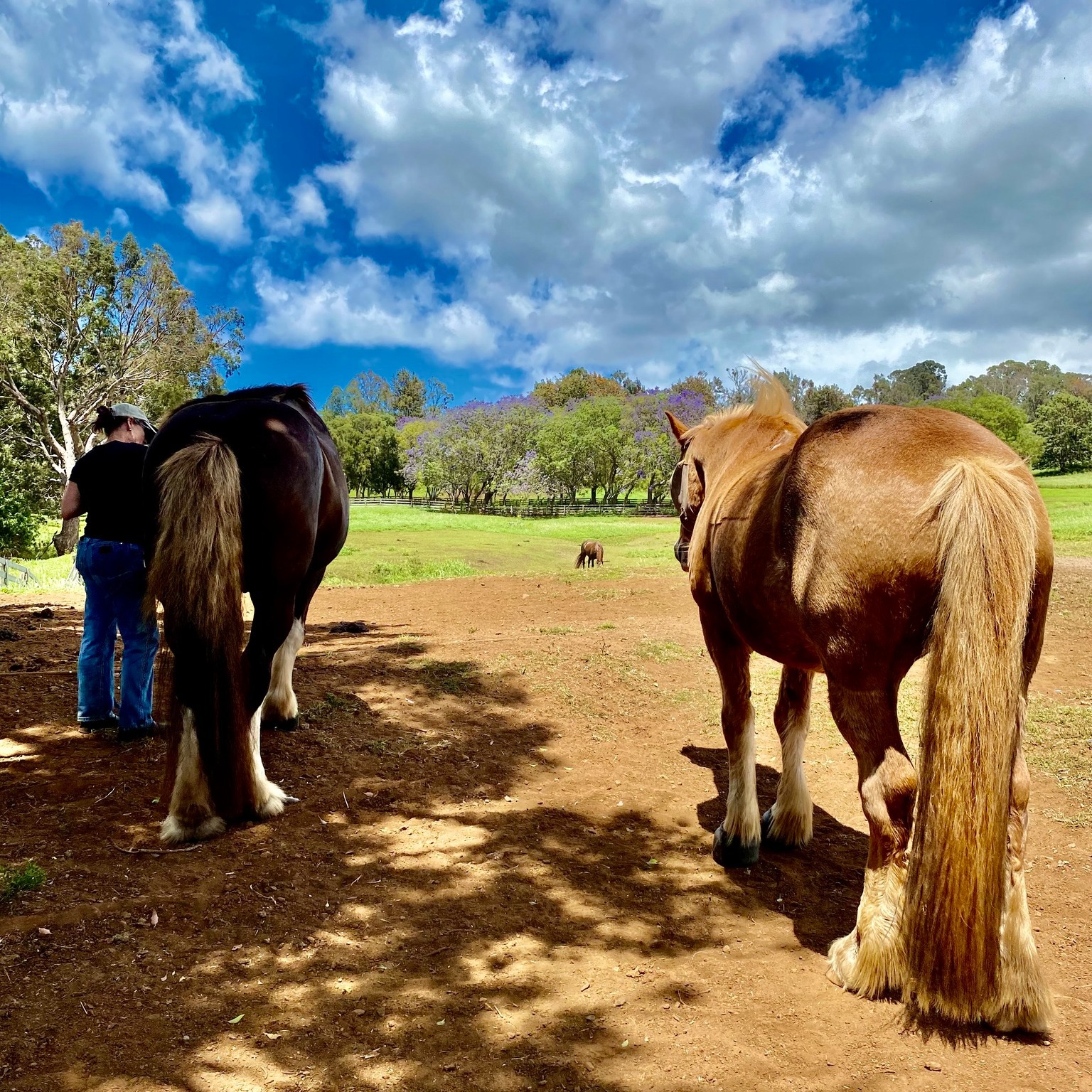 Eagala - A Global Standard in Equine-Assisted Psychotherapy and ...