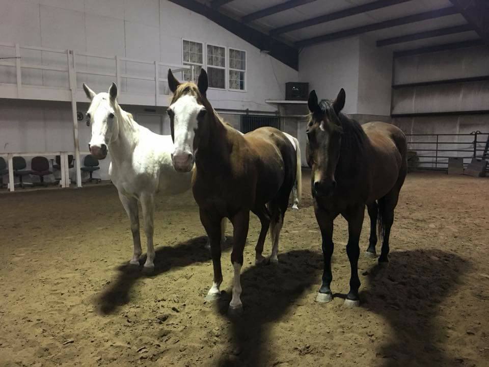 Eagala - A Global Standard in Equine-Assisted Psychotherapy and ...