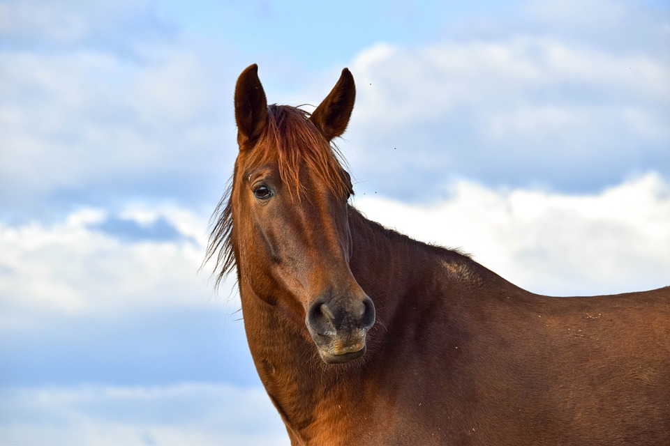 Eagala - A Global Standard in Equine-Assisted Psychotherapy and ...